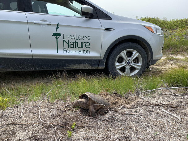 Nantucket Current | Current Nature: Make Way For Turtles