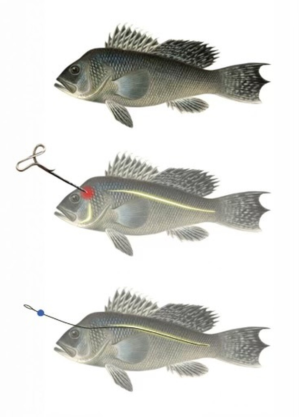 Nantucket Current | Current Waters: The Way Of Shinkei-Jime And…