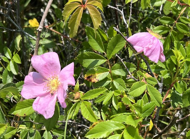 Nantucket Current | Current Nature: Smell The Roses