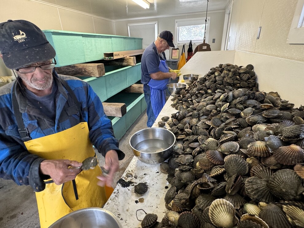 Nantucket Current | "Abundance Of Scallops" Prompts Town To Seek…