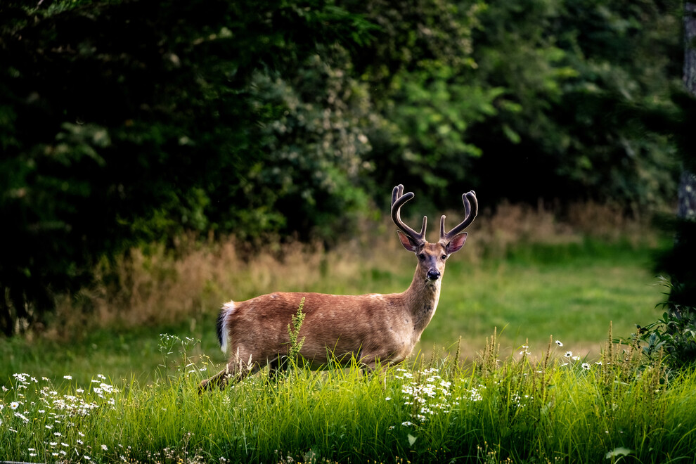 Nantucket Current | Deer Hunting Season Expanded Into February On…