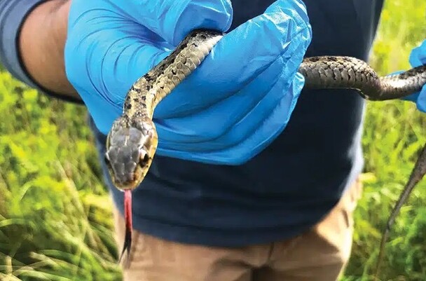 Nantucket Current | Current Nature: Exploring Nantucket's Snakes