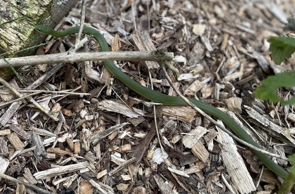 Nantucket Current | Current Nature: Exploring Nantucket's Snakes