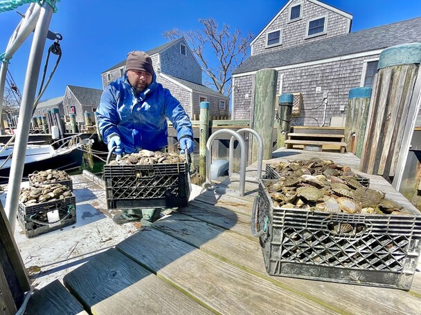 Nantucket Current | Nantucket Scallop Harvest Doubles Over Last Season
