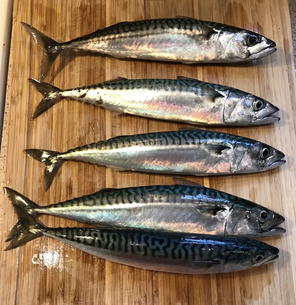 Nantucket Current | Current Nature: Holy Mackerel