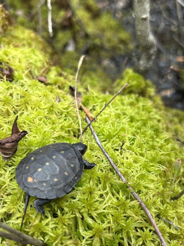Nantucket Current | Current Nature: Turtle Spotting