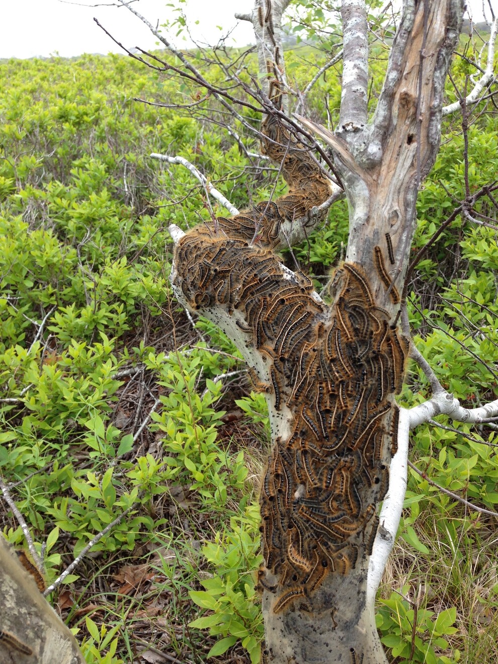 Nantucket Current | Current Nature: Appreciating Tent Caterpillars