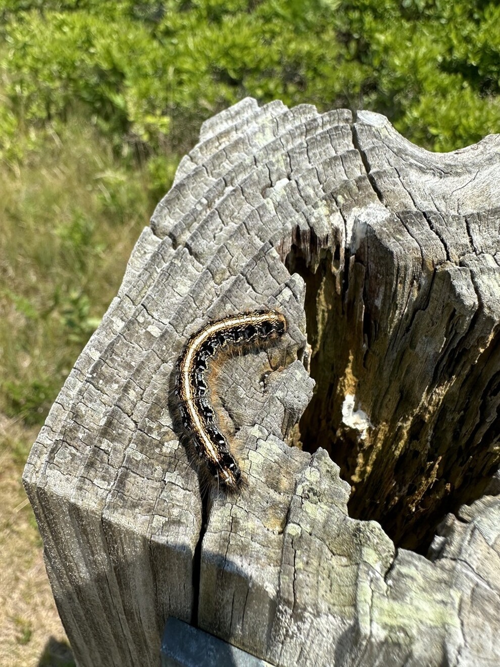 Nantucket Current | Current Nature: Appreciating Tent Caterpillars