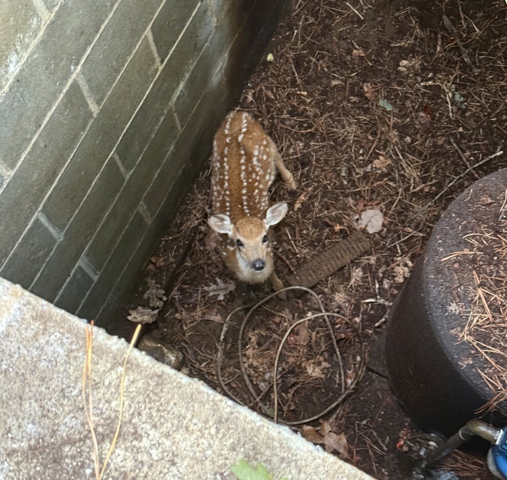 Nantucket Current | State Police Sergeant Rescues Fawn From Abandoned…