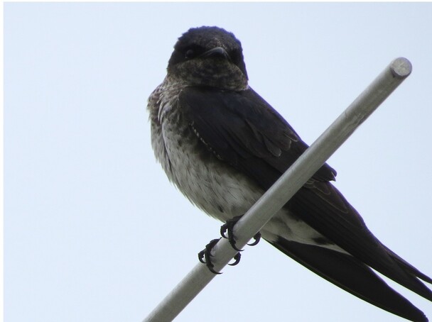 Nantucket Current | Current Nature: New Species for Nantucket - Give…