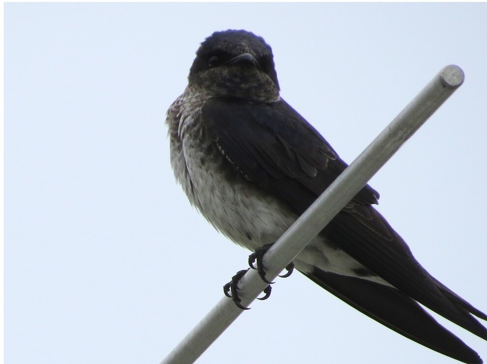 Nantucket Current | Current Nature: New Species for Nantucket - Give…