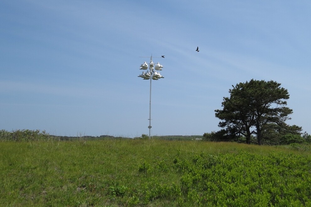 Nantucket Current | Current Nature: New Species for Nantucket - Give…