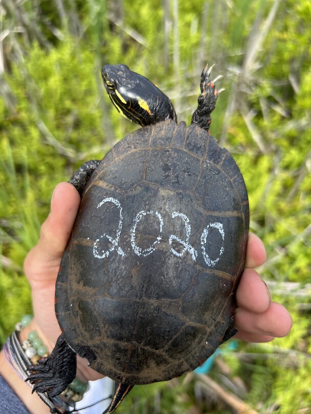 Nantucket Current | Current Nature: Turtles And Conserving The Common