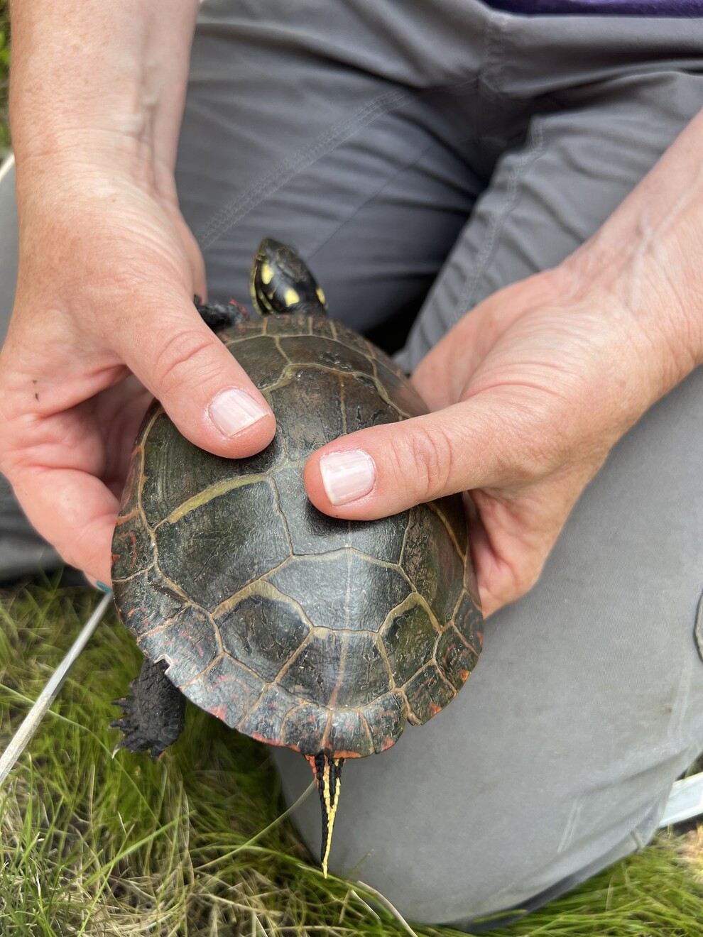 Nantucket Current | Current Nature: Turtles And Conserving The Common