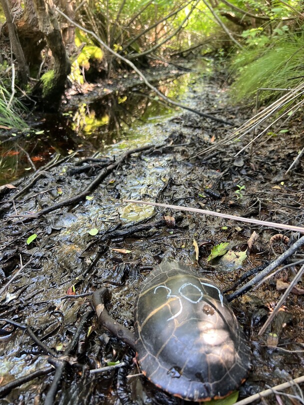 Nantucket Current | Current Nature: Turtles And Conserving The Common