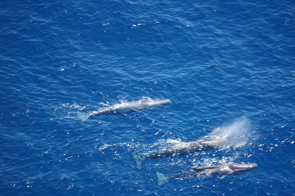 Nantucket Current | Current Waters: Nantucket Fishing Report