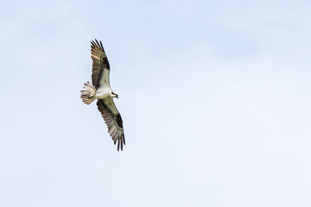 Nantucket Current | Current Nature: A Soaring First Year For The…