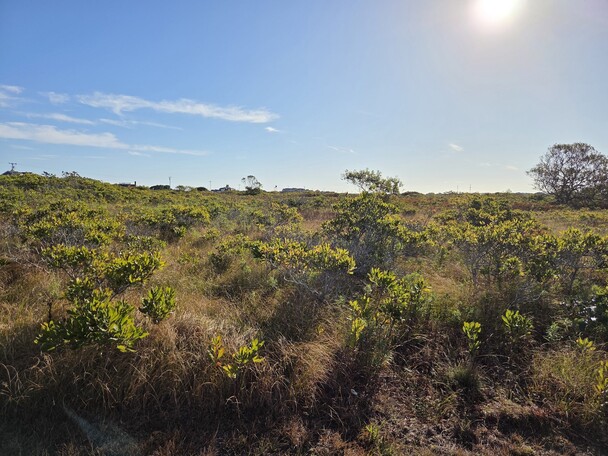 Nantucket Current | Current Nature: Golden Hour