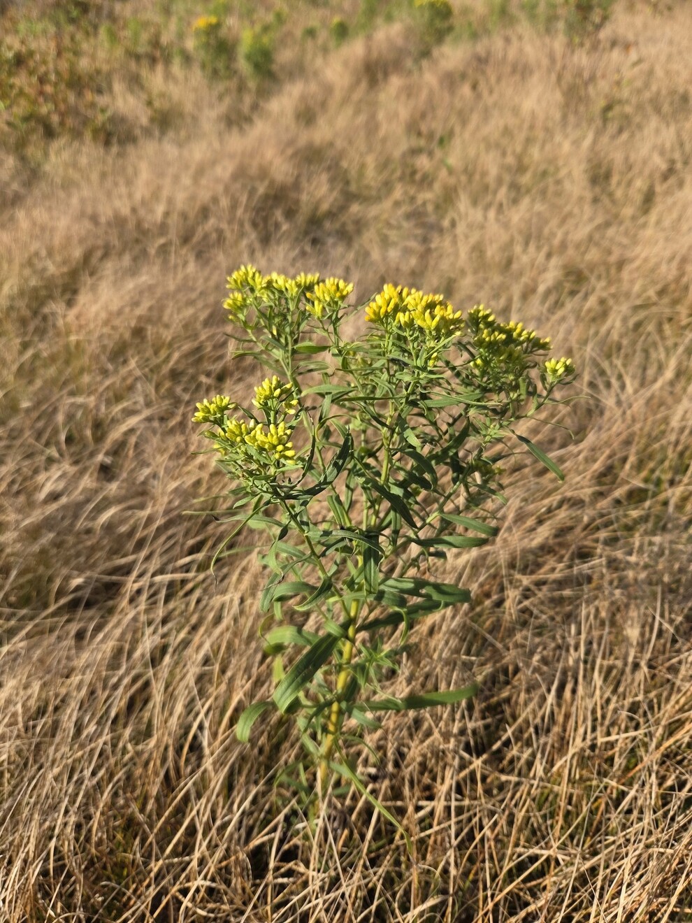 Nantucket Current | Current Nature: Golden Hour