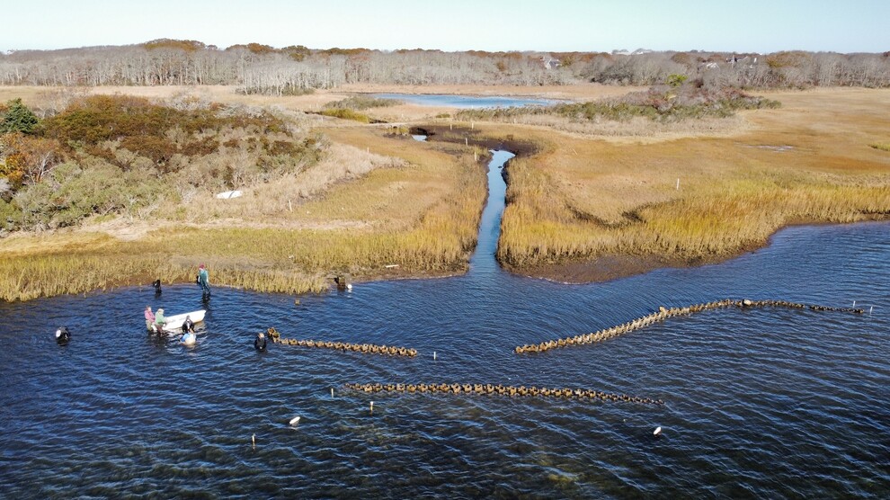 Nantucket Current | Nantucket's Artificial Intertidal Oyster Reef…