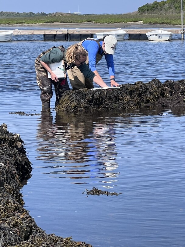 Nantucket Current | Nantucket's Artificial Intertidal Oyster Reef…