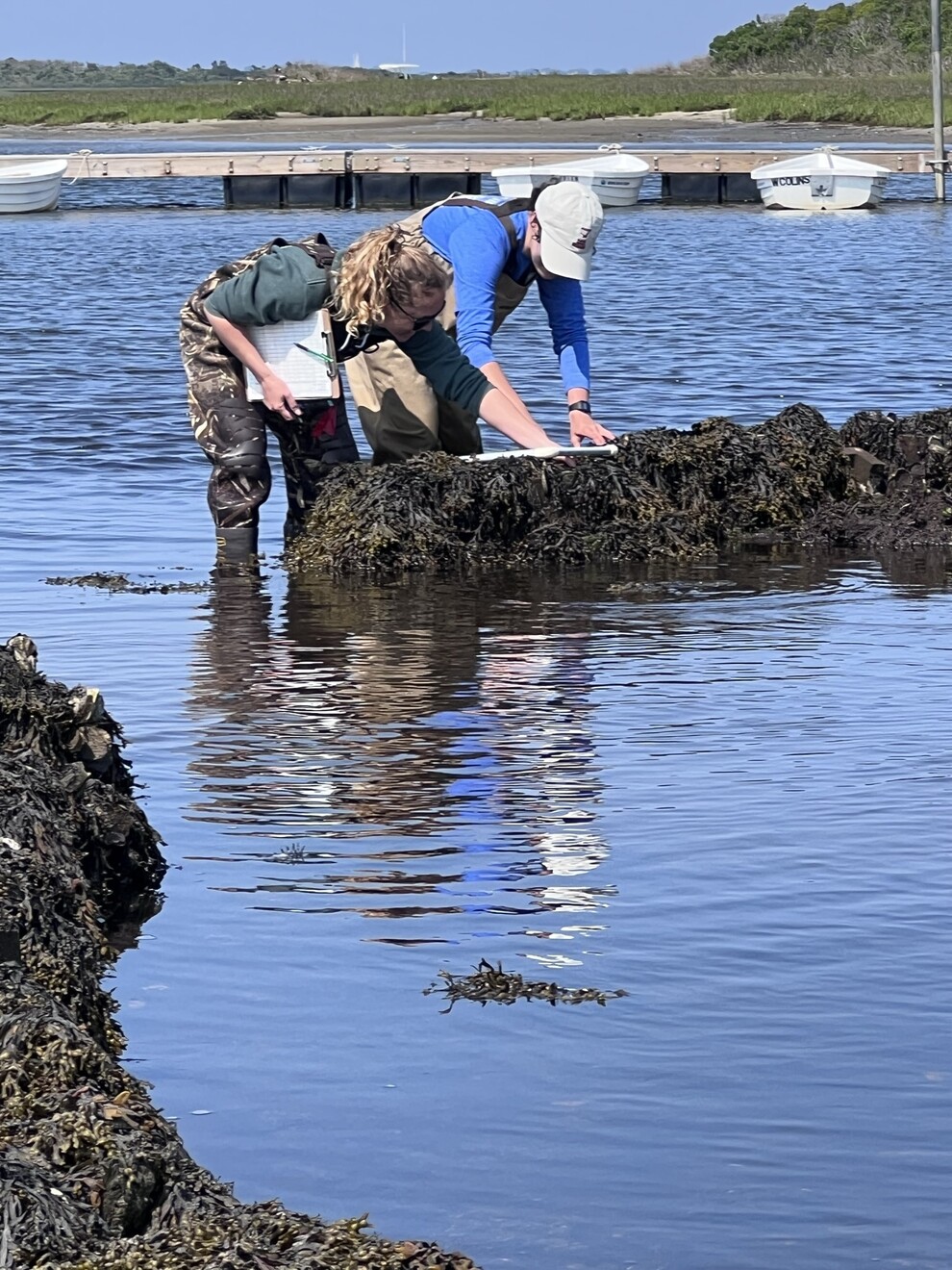 Nantucket Current | Nantucket's Artificial Intertidal Oyster Reef…