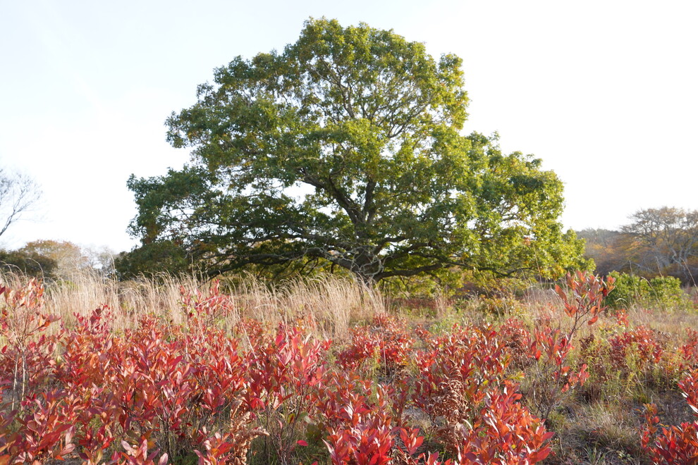 Nantucket Current | Autumn Splendor In The Moors