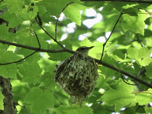 Nantucket Current | Current Nature: Nest Building 101