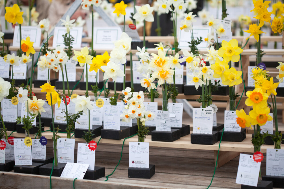 Nantucket Current | 2023 Nantucket Garden Club Daffodil Flower Show…