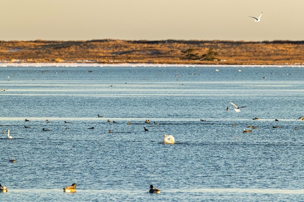 Nantucket Current | 71st Nantucket Christmas Bird Count: 133 species…