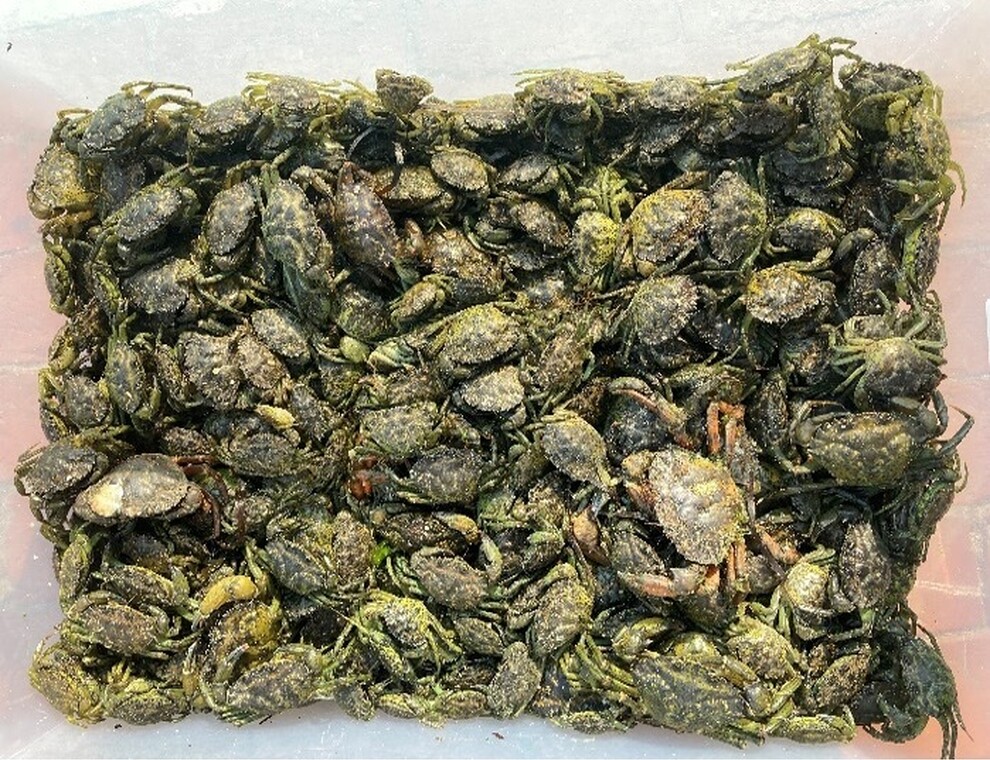 Nantucket Current | Current Sea: Green Crabs Continue Their Invasion…