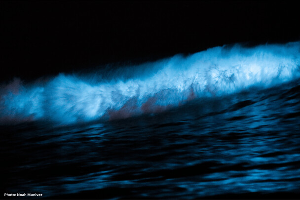 Nantucket Current | Current Nature: Nature’s Nightlights